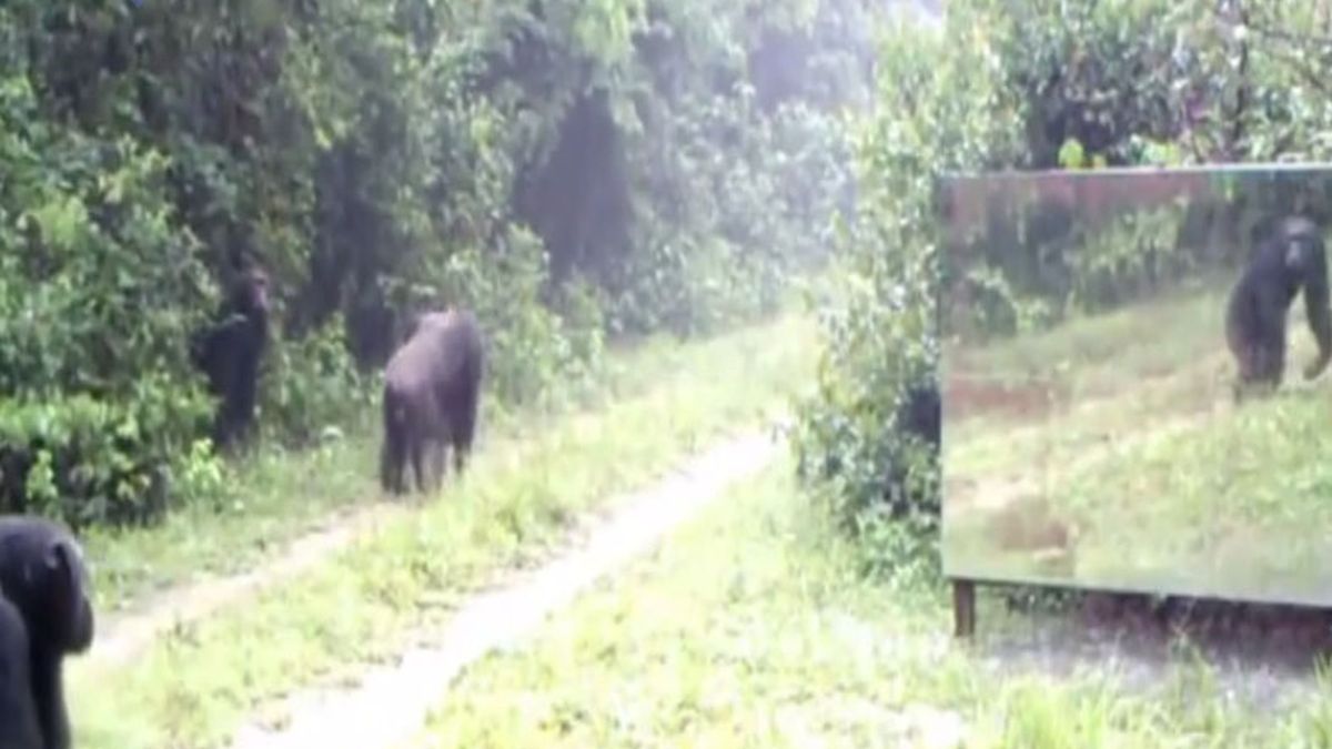 Mirá cómo reaccionan los animales salvajes al verse en un espejo