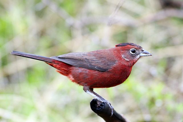 Tráfico, deforestación y sequía: cuáles son las nuevas especies de aves ...