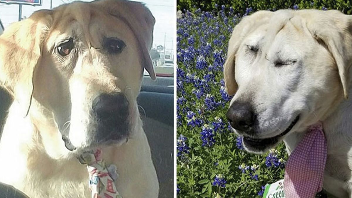 Perro labrador nació con deformidad facial, pero es totalmente adorable
