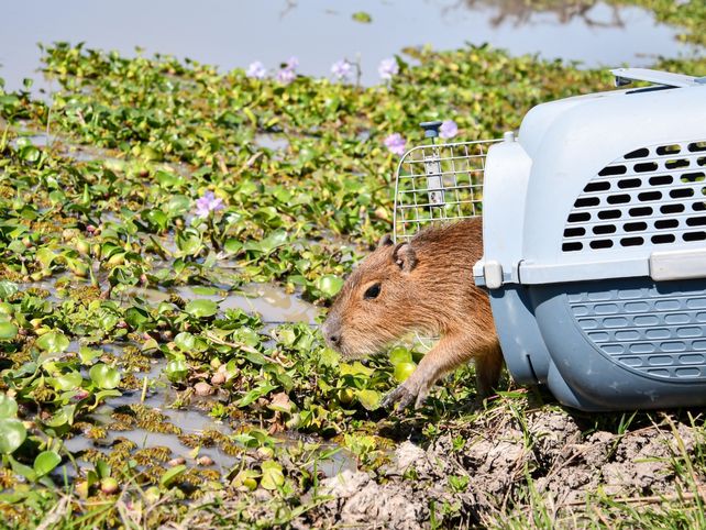 Biodiversidad: provincia ya liberó más de 350 animales silvestres en 2025
