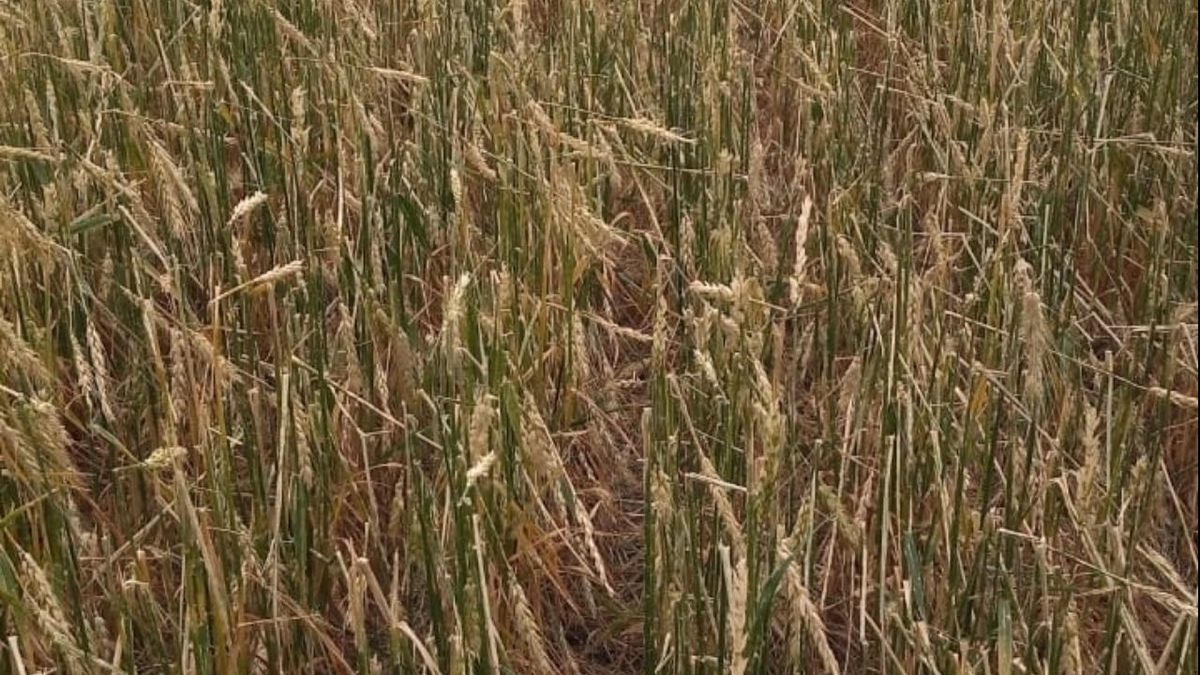 Argentina podrá exportar trigo a China por primera vez