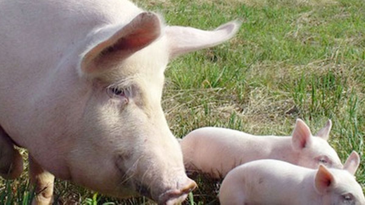 Cerdo “vidente” de 380 kilos es el sucesor del Pulpo Paul para la ...