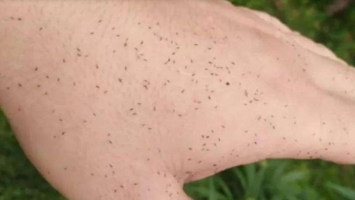 Los trips, la plaga de insectos diminutos que migró de los cultivos de ...