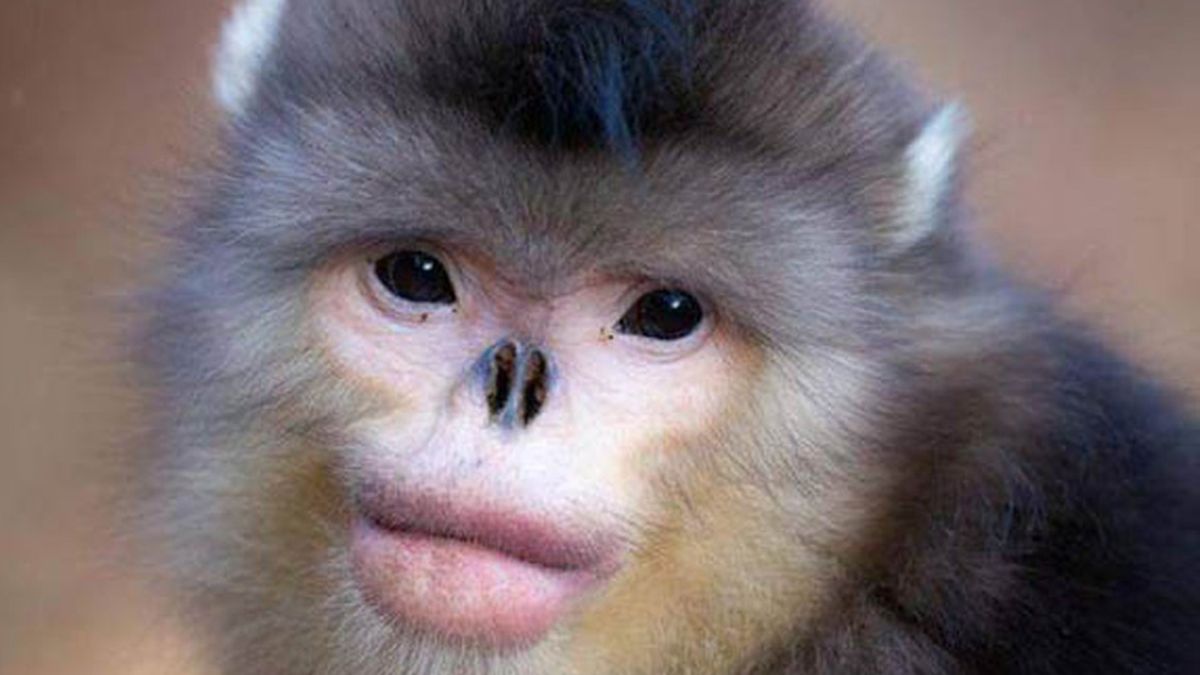 Descubren en el Himalaya un mono que estornuda y un pez que “camina”