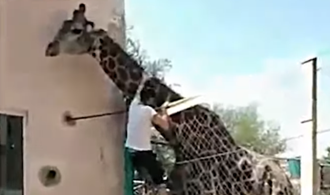 Carne De Jirafa Per Cena Carne Di Giraffe Giardino Zoologico Di