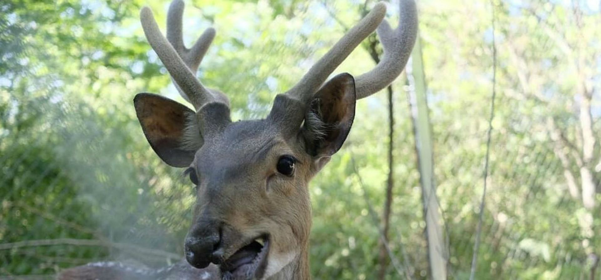 Rescatan a los animales del humedal, pero les deben un año de subsidios