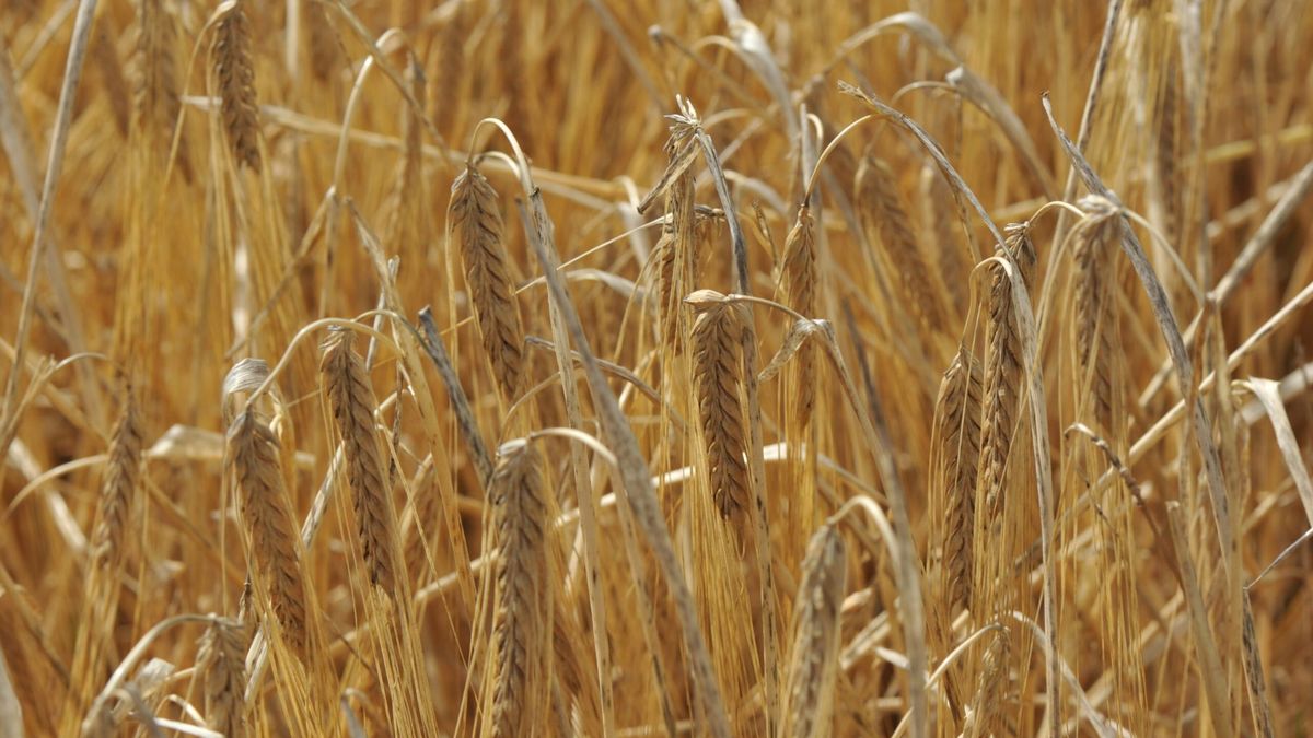 Presentan un nuevo cultivar de centeno con alto potencial productivo