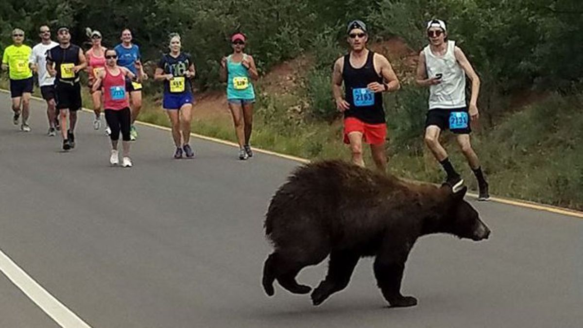 Una carrera con sorpresa: un oso se cruzó en medio de los corredores