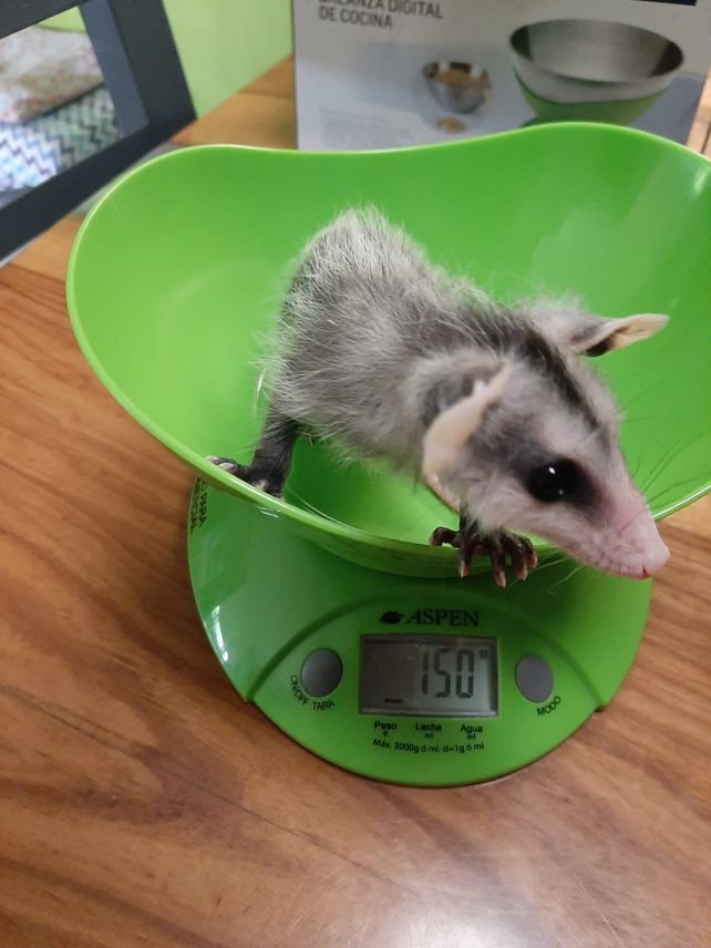 La joven santafesina que rescató a una zarigüeya bebé y conmovió a las ...
