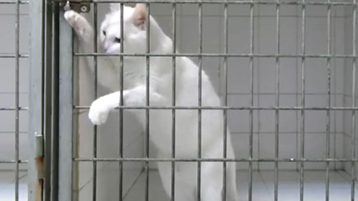 Discípulo de Houdini: el gato escapista huye de cualquier jaula