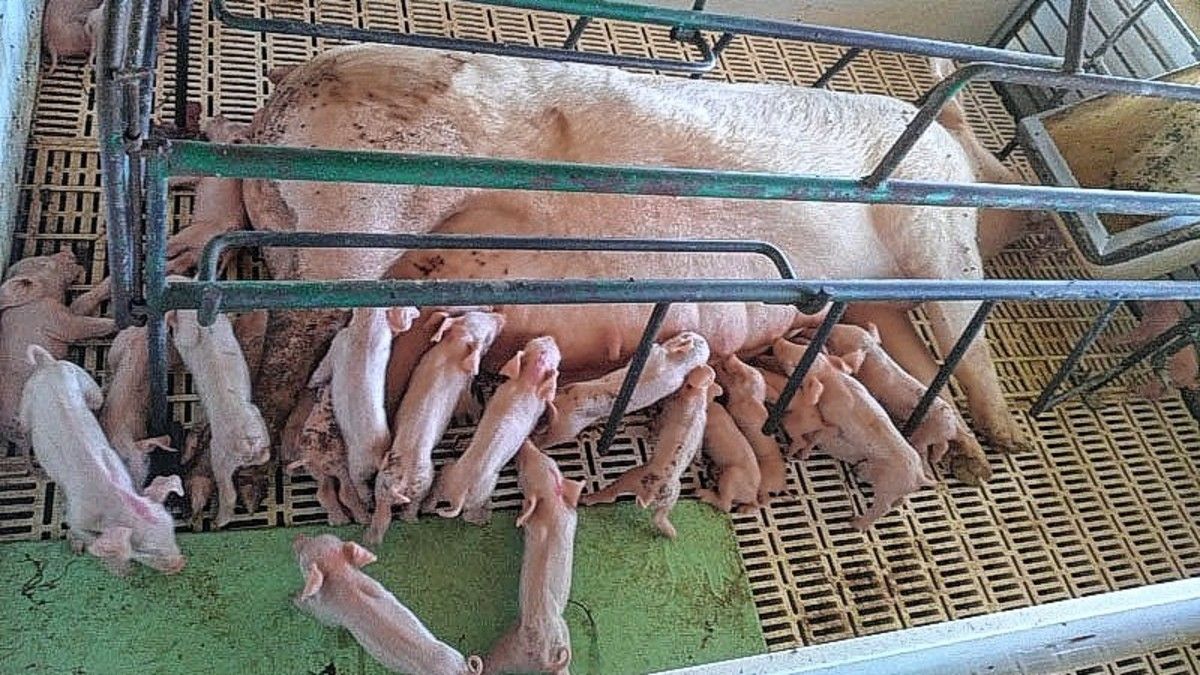 Sorprendente nacimiento múltiple en Crespo: en un sólo parto nacieron ...