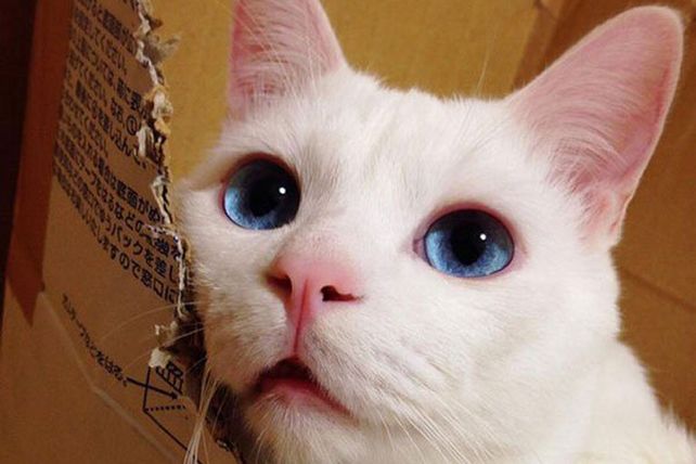Este es el gato más feo cuando duerme de Japón