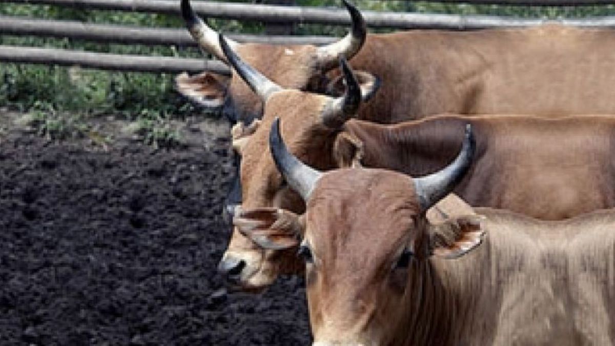 Viral: Planean realizar el primer Festival de la Guampa