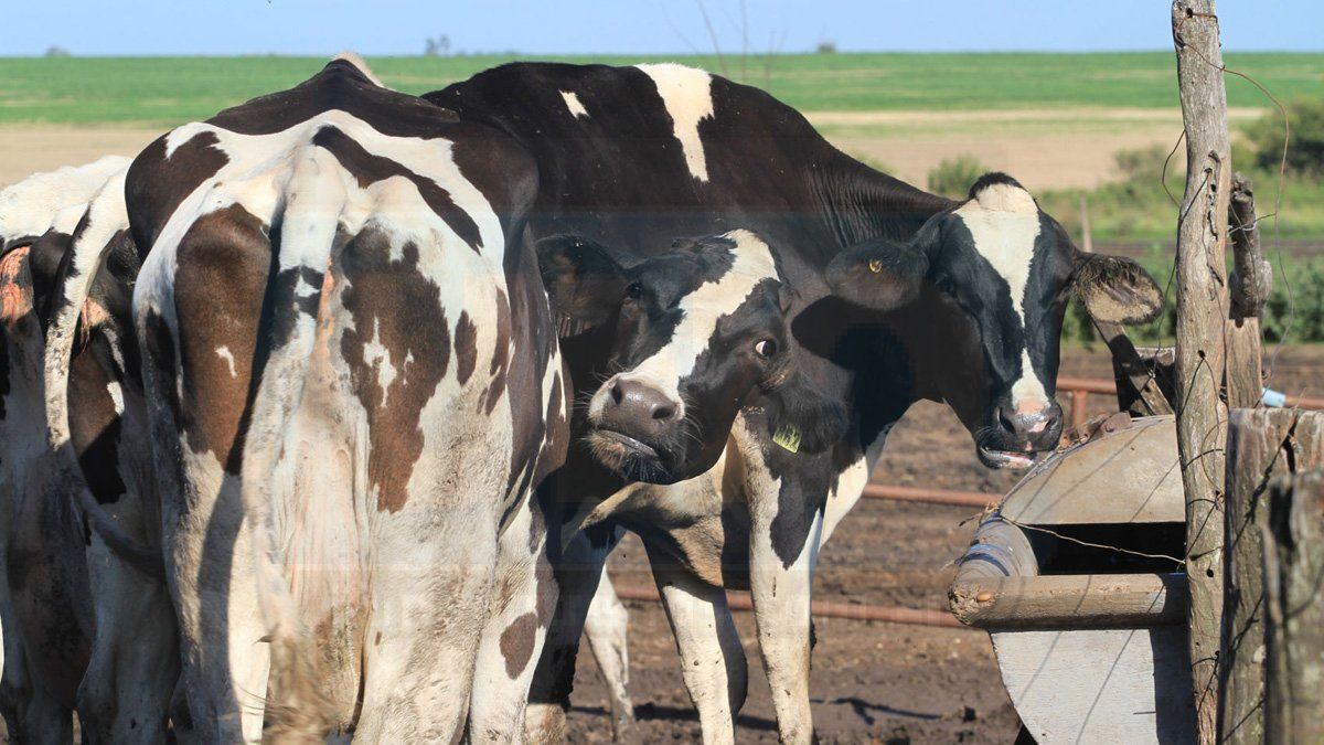 Producción: la lechería lleva dos años creciendo y va hacia un récord