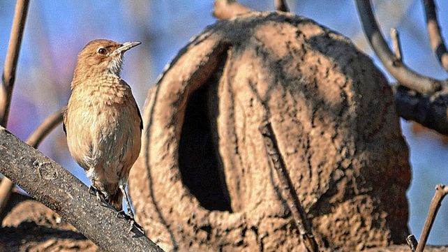 El hornero, las características del pájaro albañil