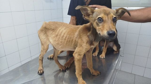 Maltrato animal: rescatan tres perros en avanzado estado de desnutrición