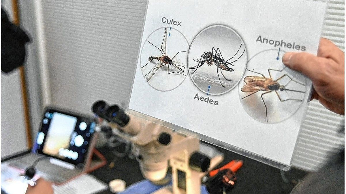 Dengue en Santa Fe: se confirmó la presencia del mosquito transmisor en ...