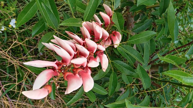 Más de un ceibo: 80 años de la flor nacional argentina