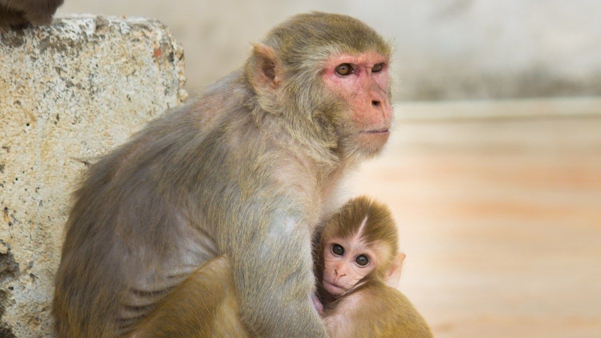 Crean embriones híbridos de humanos y monos