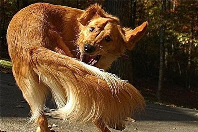Los Perros Salvajes Mueven La Cola