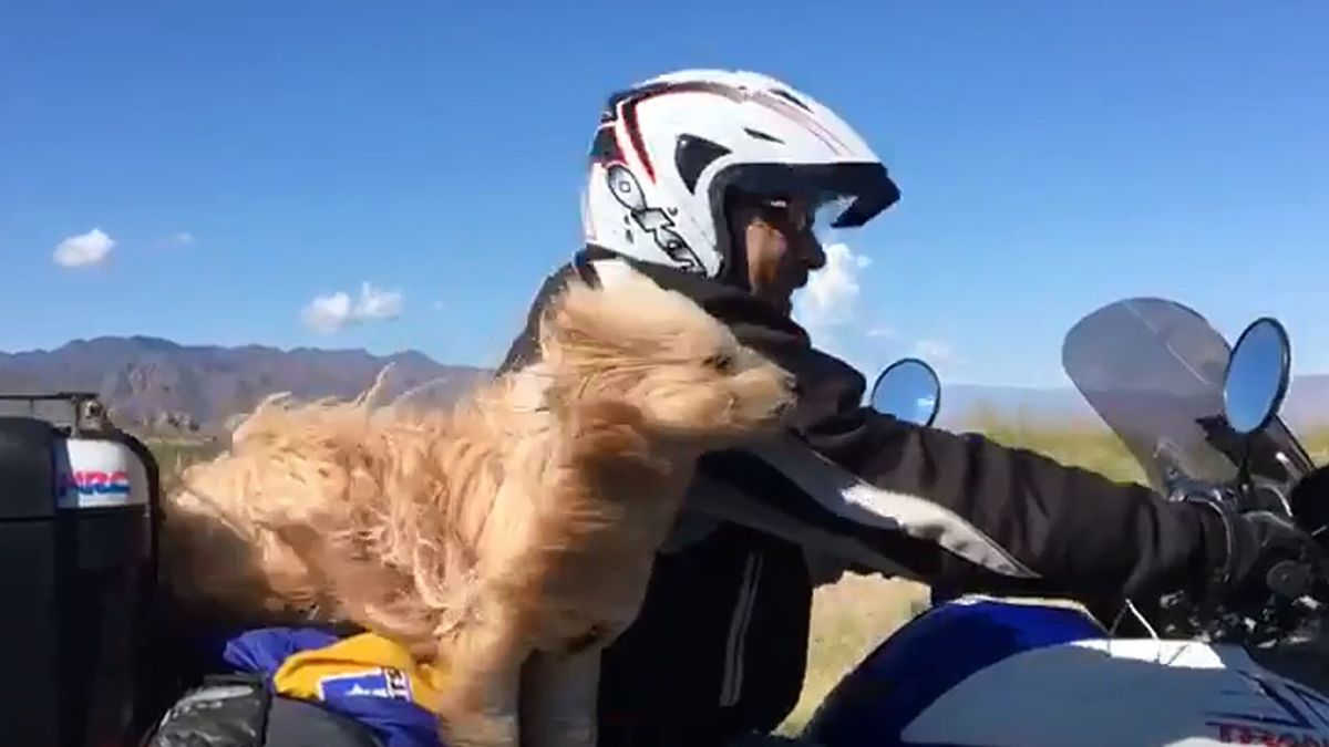 Conocé a Pocho, el perro motoquero que recorre el país