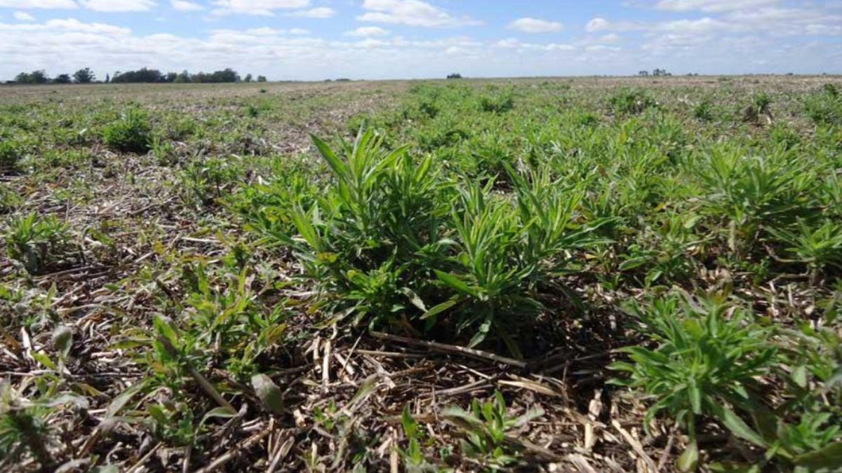 Malezas: la solución está en el manejo
