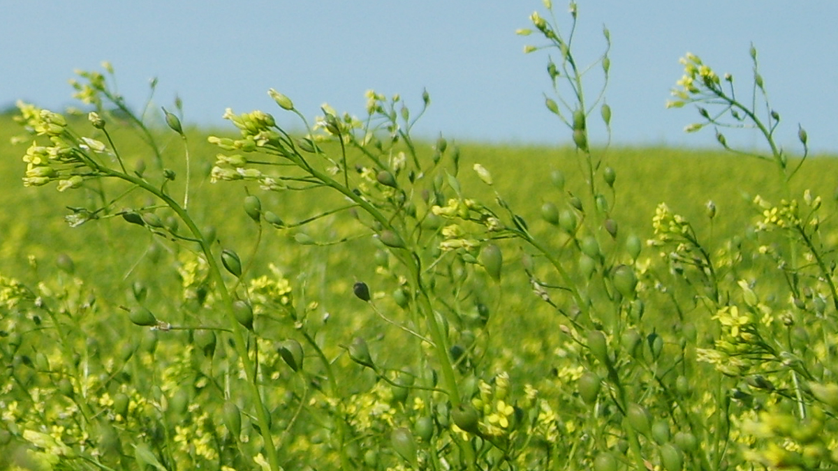 Bunge y Chevron compran empresa argentina que cultiva camelina sativa