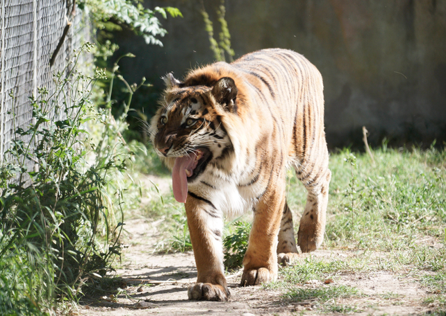 De la India a zona norte: quién es Prince, el tigre de Bengala que fue ...