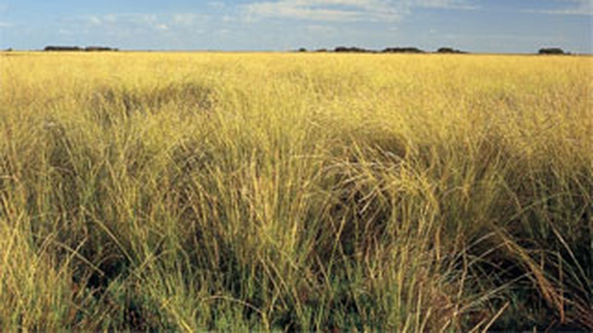Santa Fe y Entre Ríos trabajan con países vecinos para conservar ...