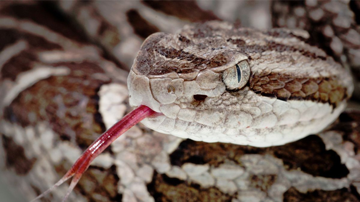 “Hay una característica única que diferencia las yarará de las ...
