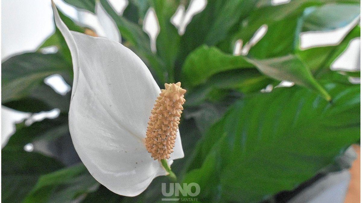 Plantas esenciales: todo sobre el espatifilo (spathiphyllum), el ...
