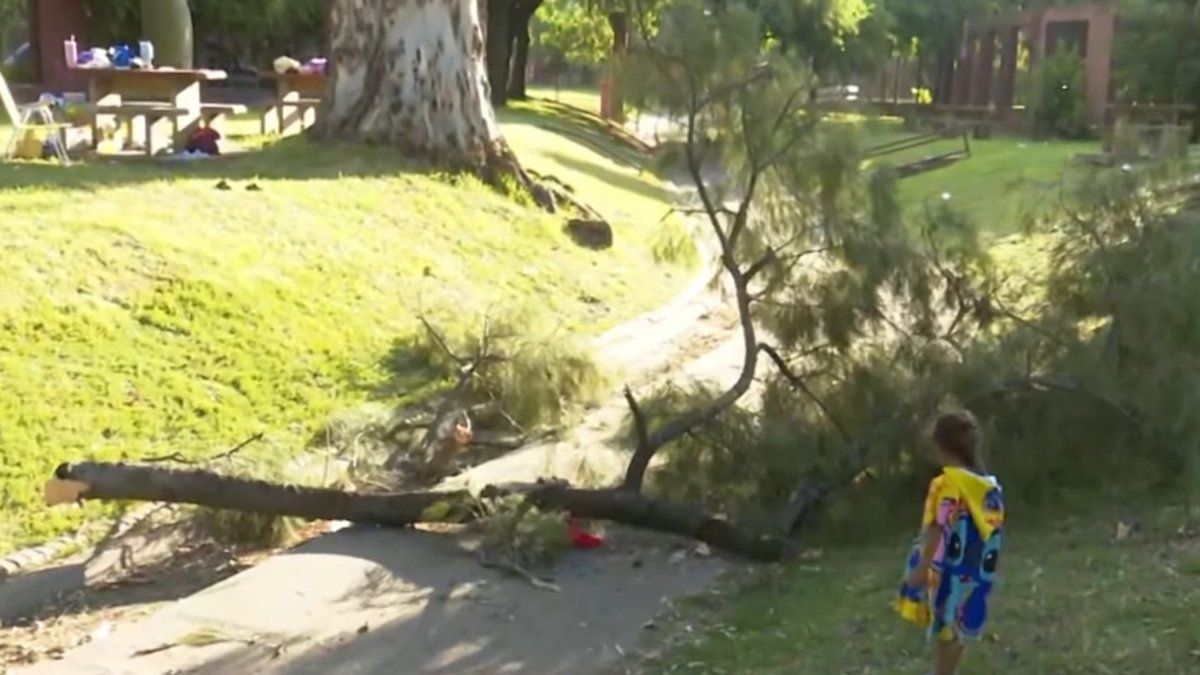 Tres personas resultaron heridas al caer una rama de pino en la pileta ...