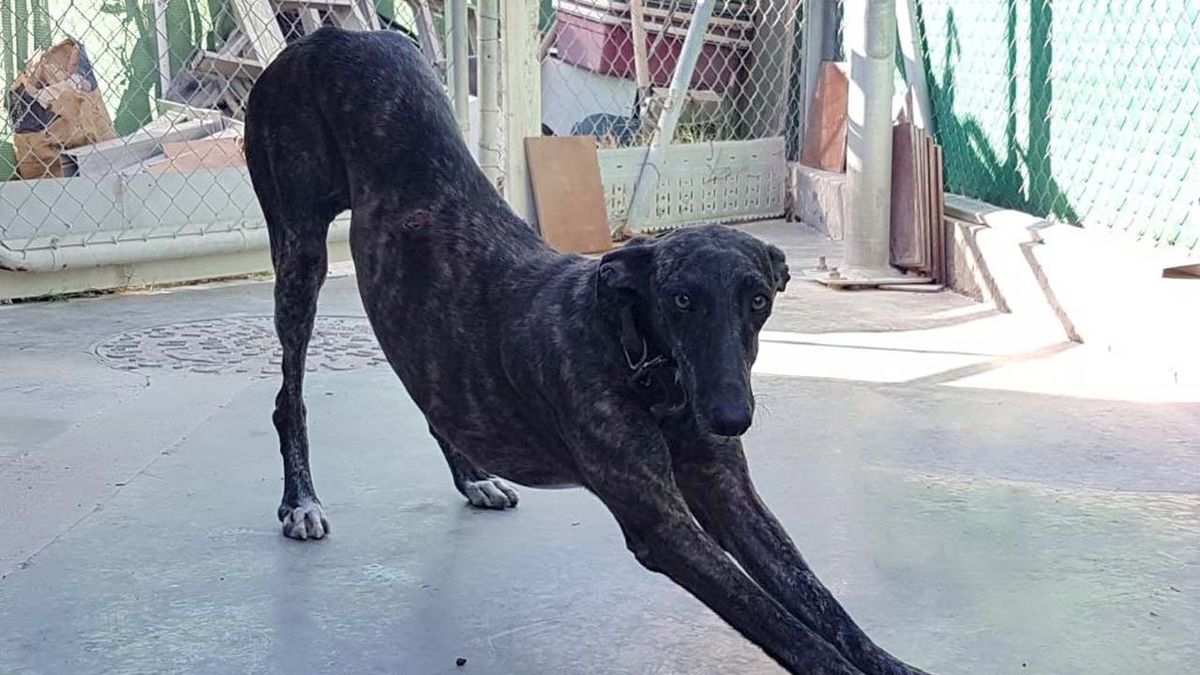 Denunciaron maltrato animal en Empalme Graneros
