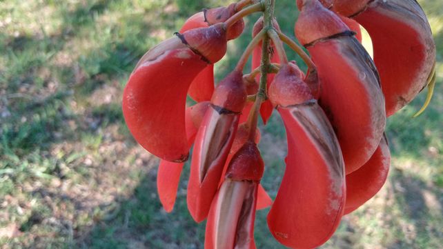 Más de un ceibo: 80 años de la flor nacional argentina