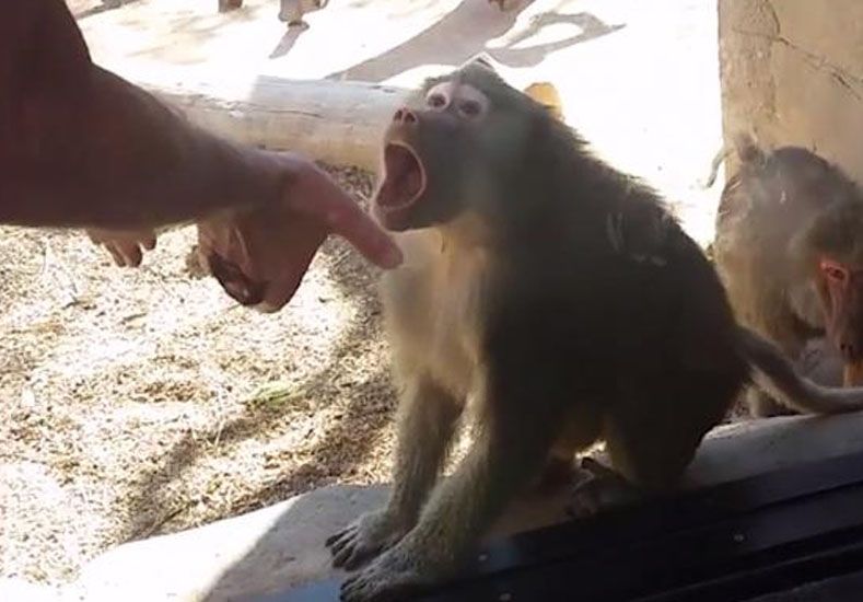 La increíble reacción de un simio cuando le hacen un truco de magia
