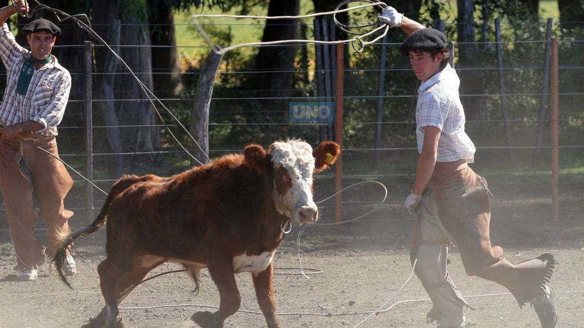 Feliciano se prepara para vivir la Fiesta del Ternero Entrerriano