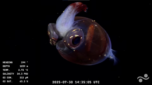 Cómo y dónde ver el stream viral del fondo del Mar Argentino hecho por ...