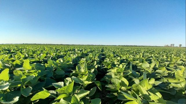 El Inta desarrolló una soja resistente a la roya asiática