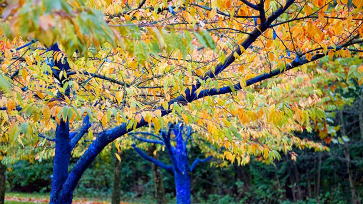 Arte ecológico: los impactantes árboles azules