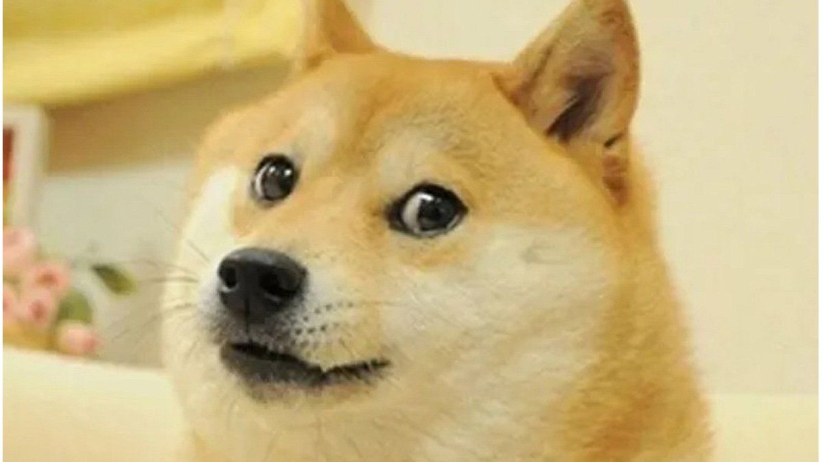 Cheems el perro más viral de Internet murió