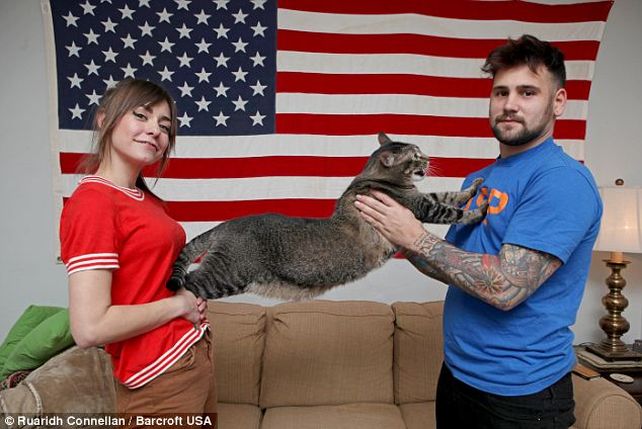 Conocé al gatosaurio