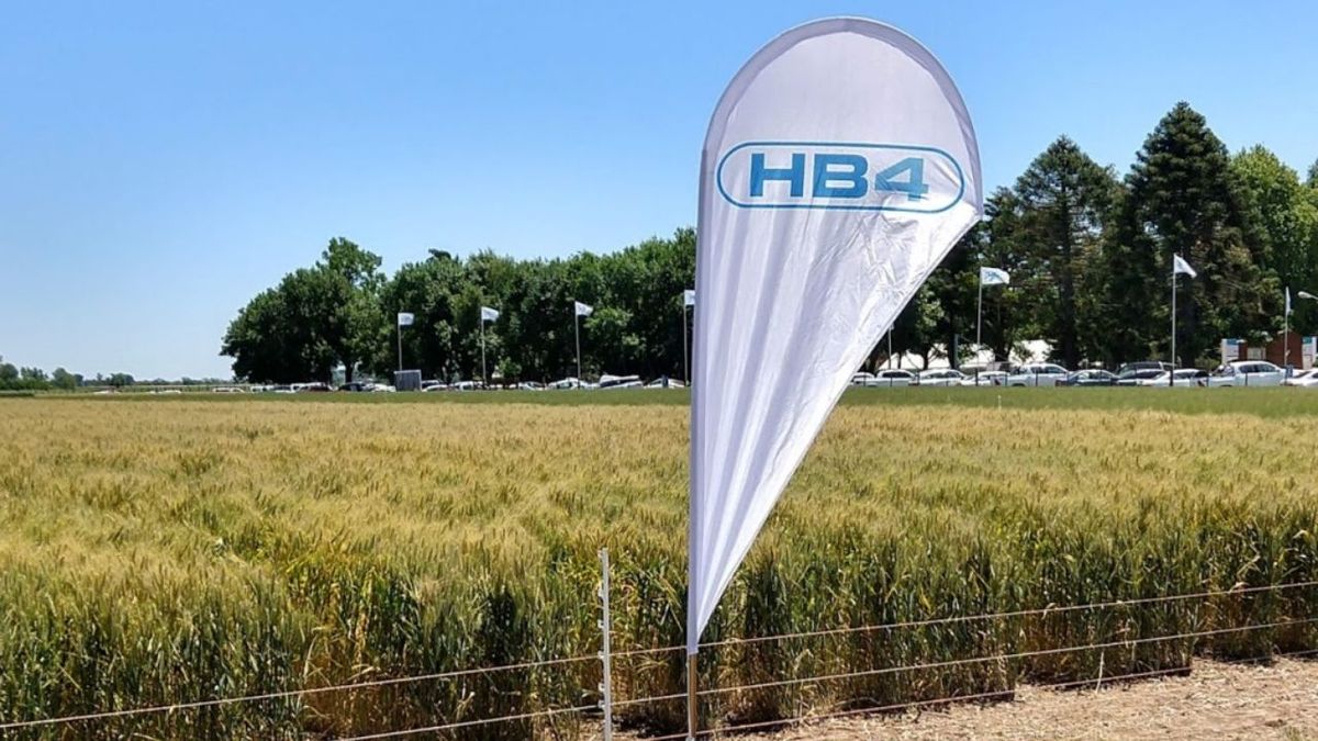 Brasil aprobó el trigo HB4 de Bioceres para cultivo, producción y ...