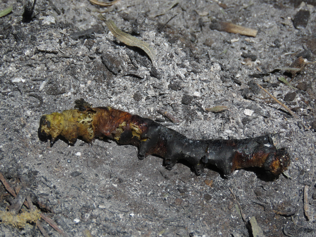 Fauna arrasada en el Delta: crudos registros tras el paso del incendio ...