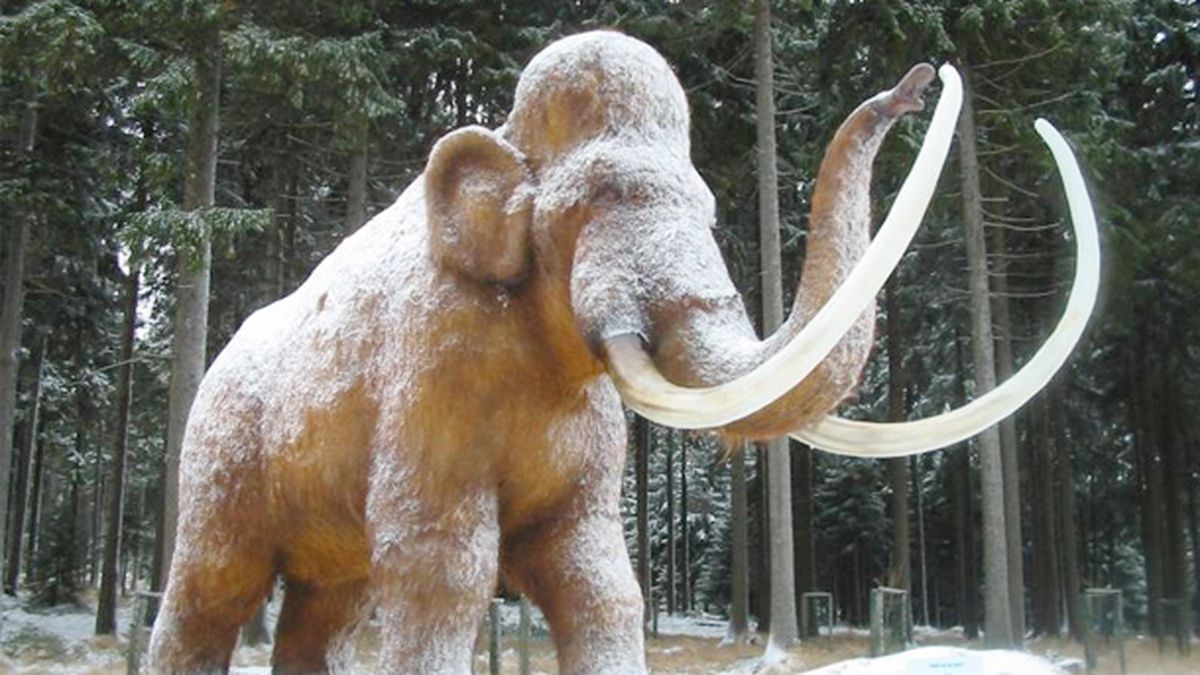 Fueron por frutas y regresaron con un mamut