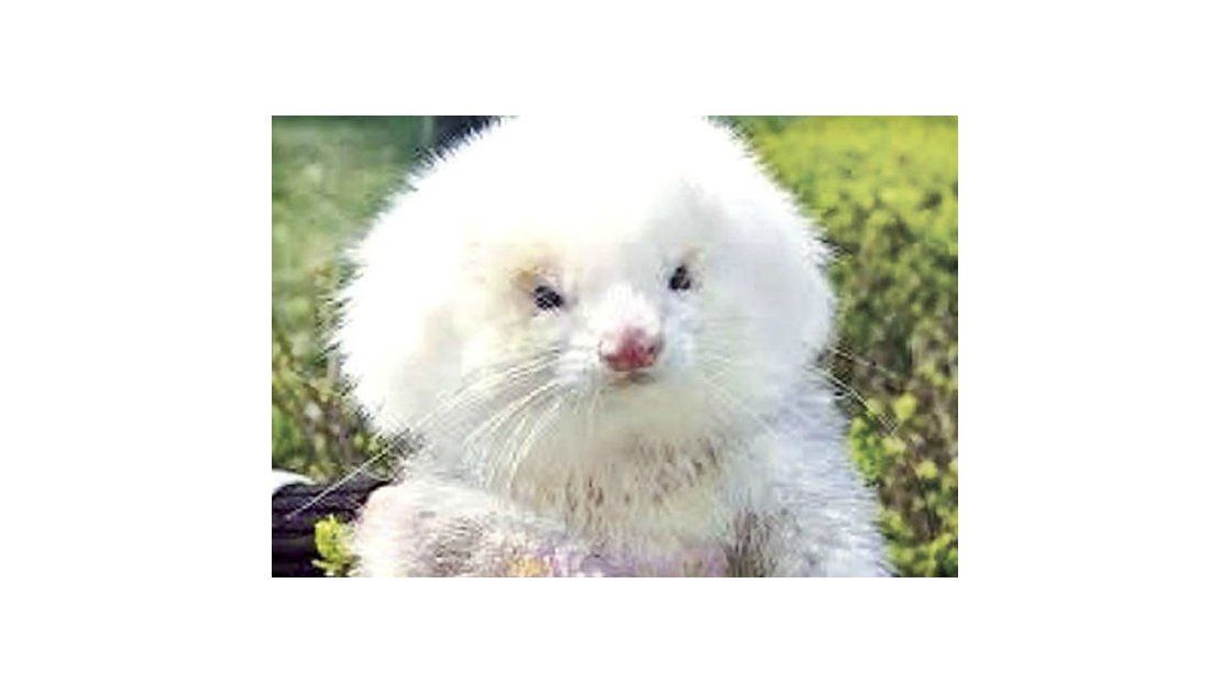 Increíble: los caniches toy que venden en La Salada son en realidad ...