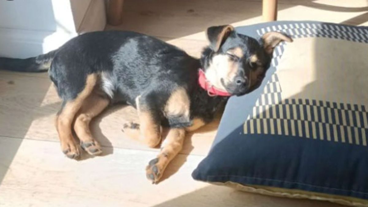 Coco, el perro que tuvo que hacer cuarentena, vuelve con su familia a ...