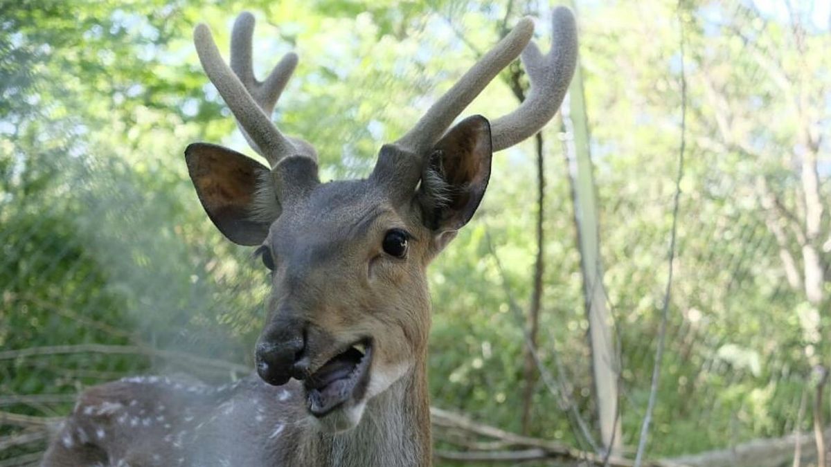 Rescatan a los animales del humedal, pero les deben un año de subsidios