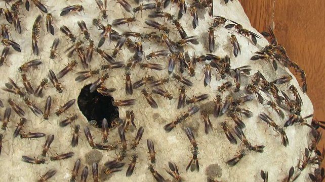 Paraná: preocupa la proliferación y ataque de avispas