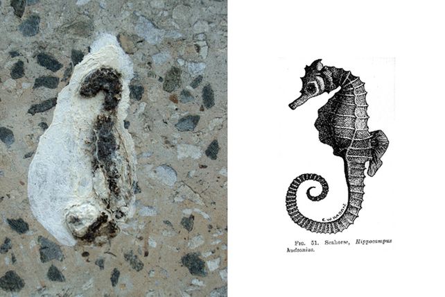 Personas, animales y objetos que son similares entre sí