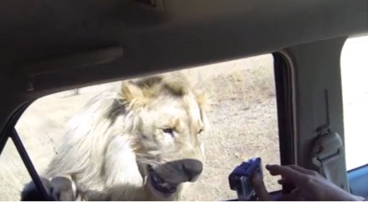Un león atacó un auto lleno de gente